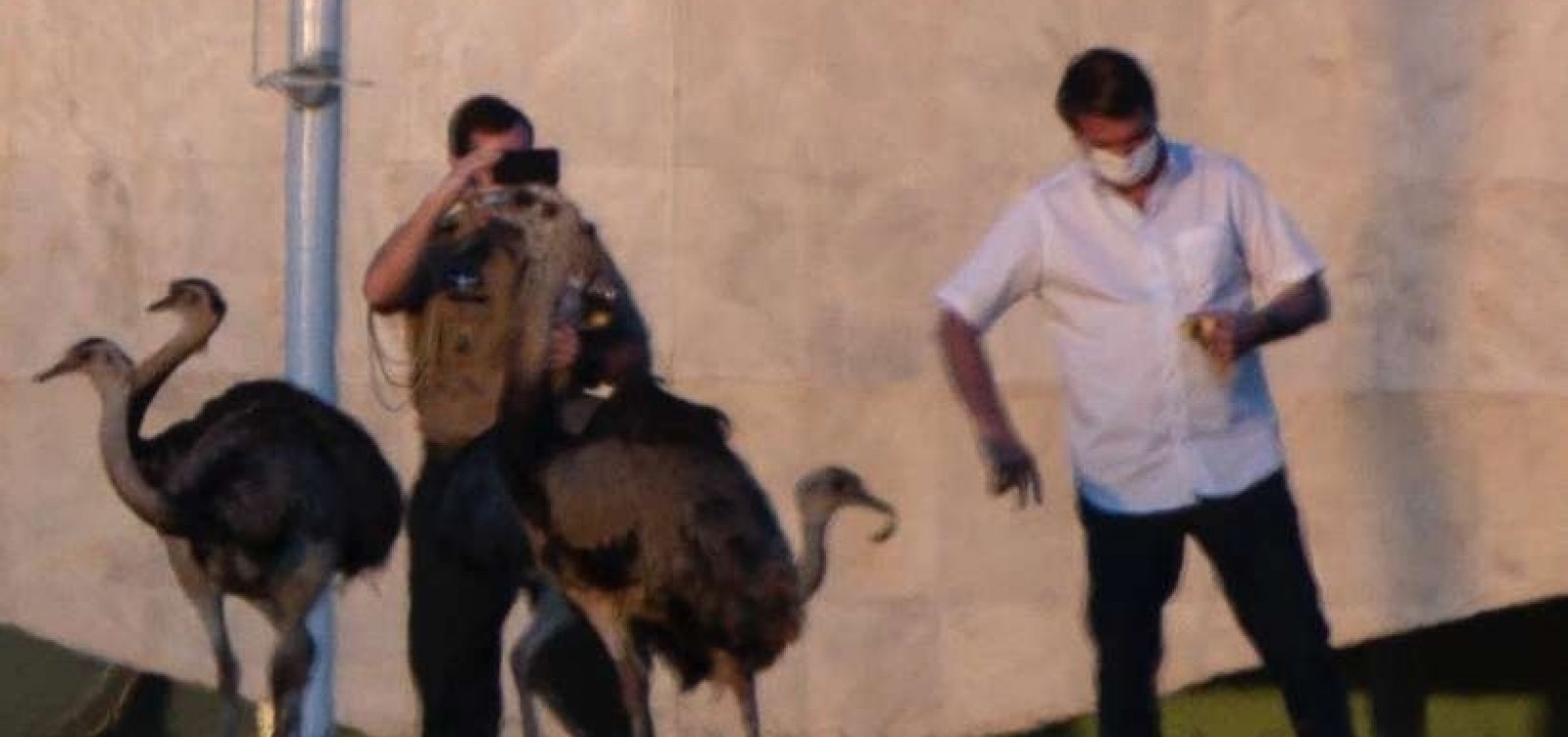 Presidente Bolsonaro é bicado por ema no Palácio da Alvorada - Hora do ...