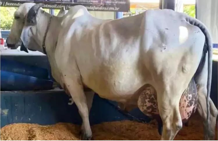 Vaca brasileira ganha torneio e se torna recordista mundial de produção ...
